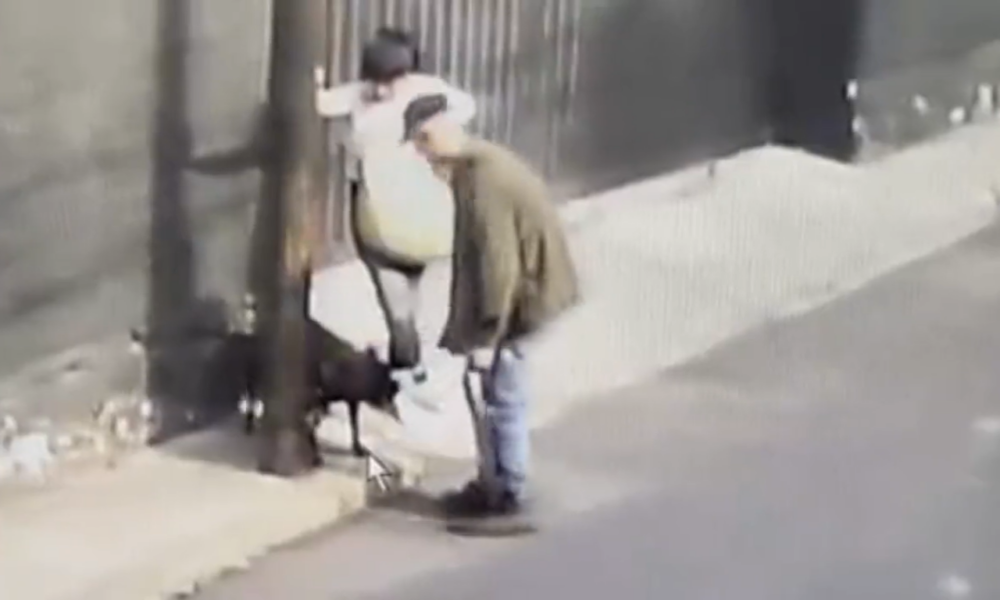 Perrito fue abandonado y amarrado en un poste en Tlalpan - Cinco Radio