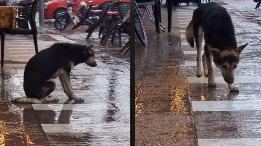 VIRAL: Perrito se reencuentra con su familia gracias a TikTok – Cinco Radio