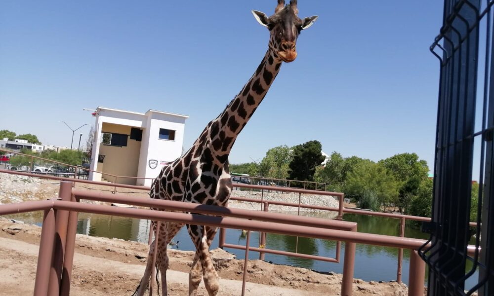 Africam Safari reitera disponibilidad para recibir a la Jirafa “Benito ...