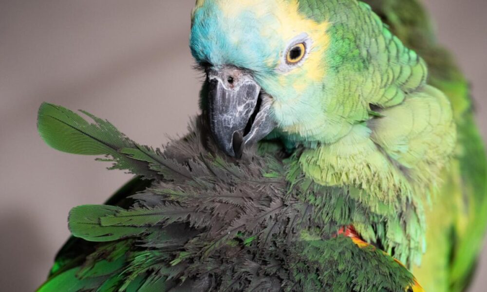 La OMS alerta de un brote de fiebre del loro en Europa - Cinco Radio