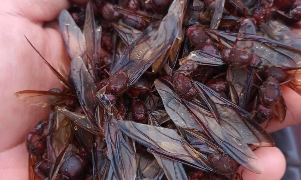 Chicatanas en Acatlán: Un manjar exótico de temporada - Cinco Radio