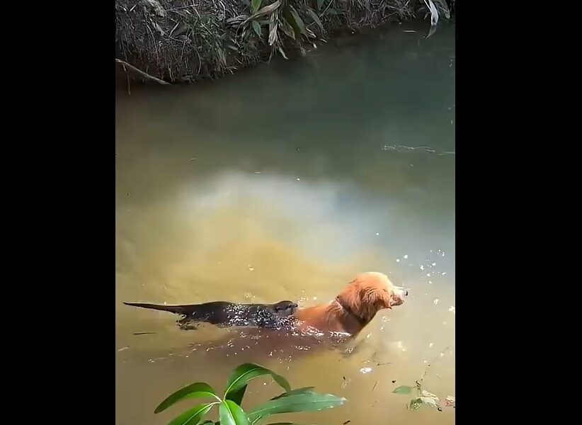 Perrito y nutria se hacen amigos y enternecen a miles en redes sociales